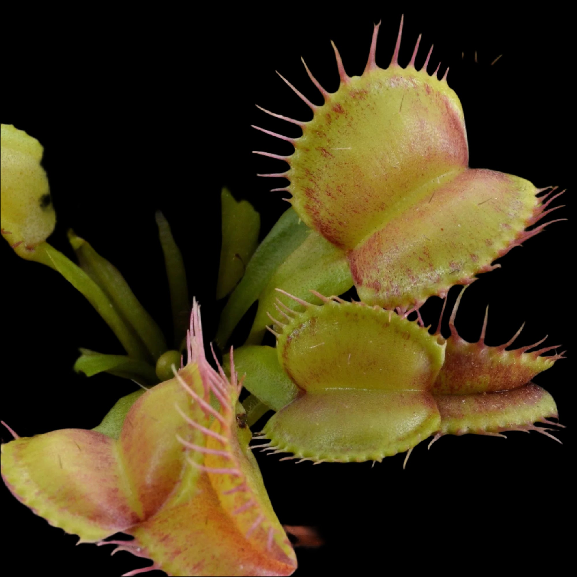 Dionaea muscipula 'Moon Trap' (Venus Flytrap) – Nano Nursery