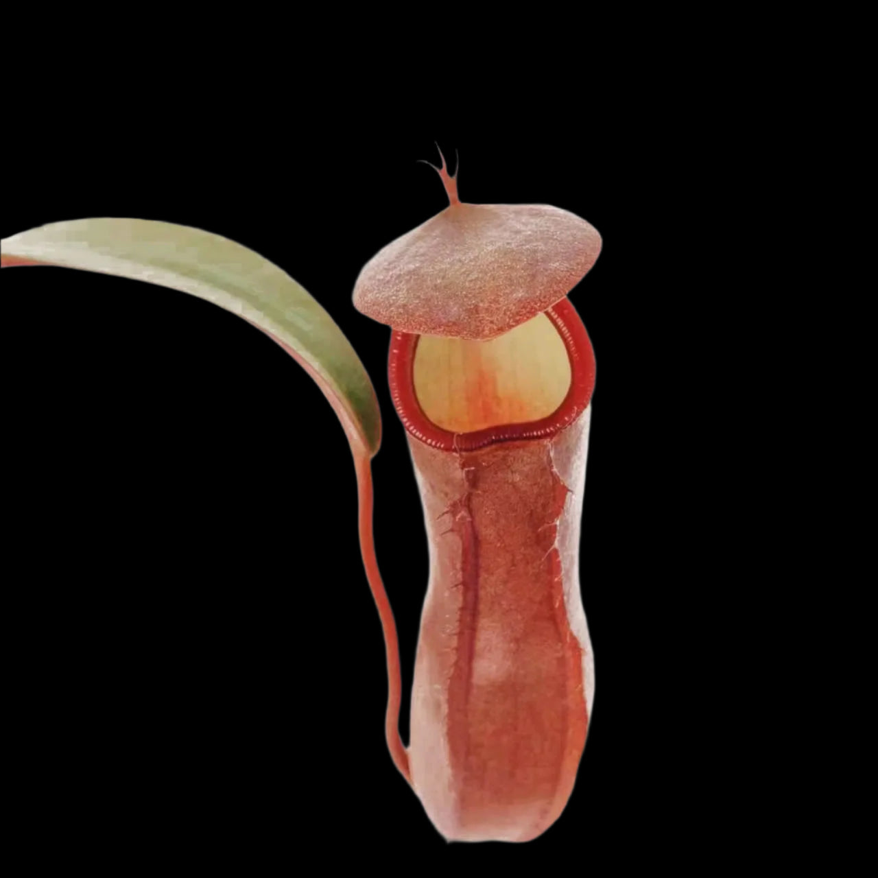 Nepenthes Rebecca Soper – Nano Nursery
